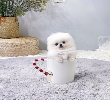 Bellissimi cuccioli di pomerania